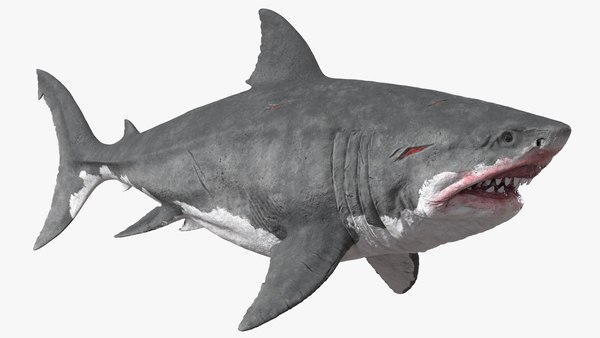 Megalodon Swimming Pose 3D model - TurboSquid 1750046