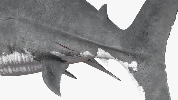 Megalodon Swimming Pose 3d Model Turbosquid 1750046