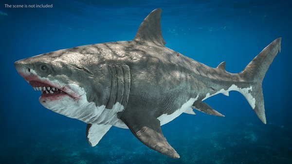 Megalodon Swimming Pose 3D model - TurboSquid 1750046