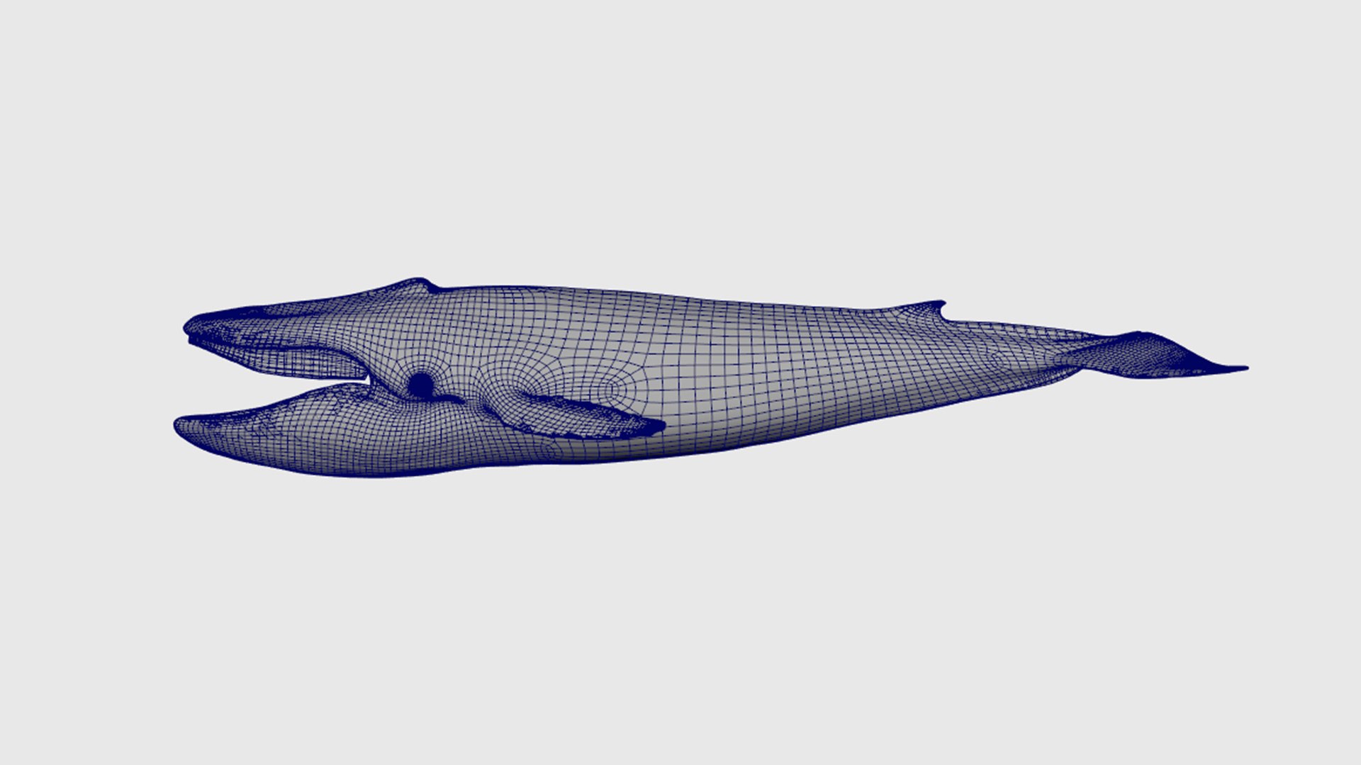 Blue Whale 3D Model - TurboSquid 1809486