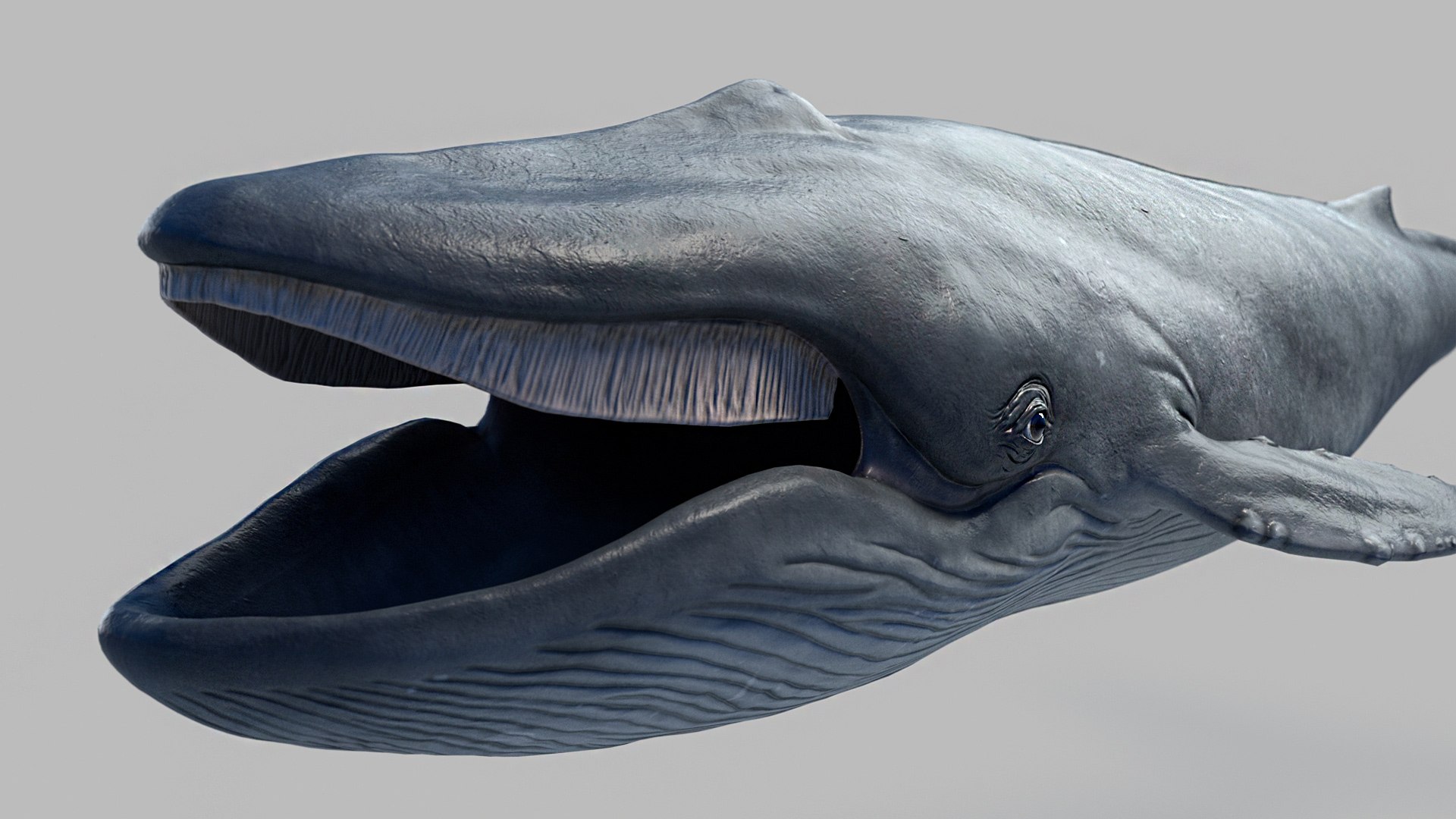 Blue Whale 3D Model - TurboSquid 1809486