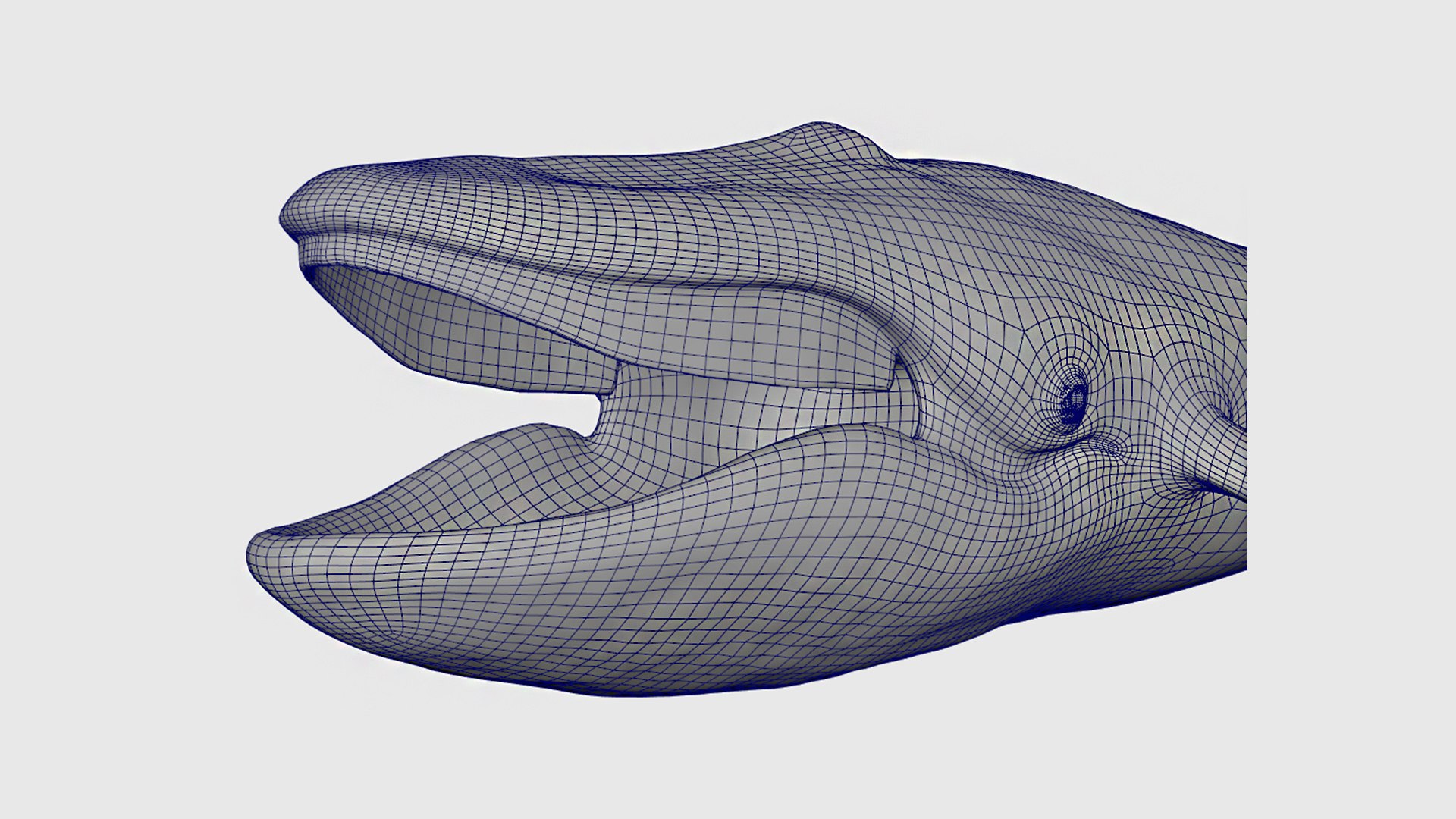 Blue Whale 3D Model - TurboSquid 1809486