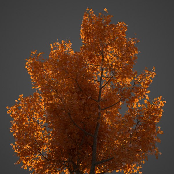 Plane Tree 3D Models for Download | TurboSquid