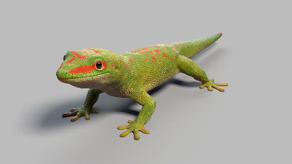 3D Gecko Models | TurboSquid