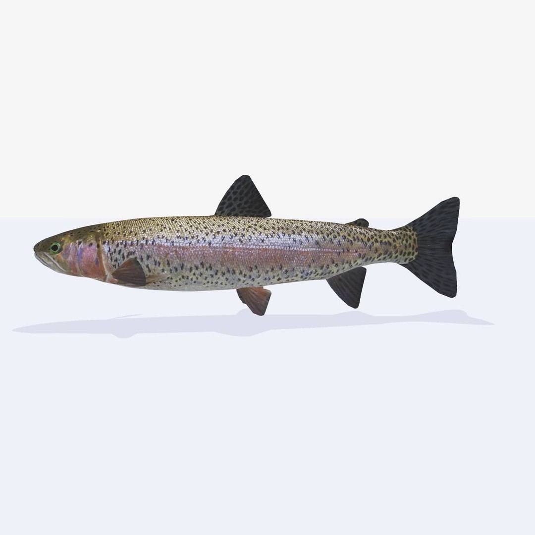Realistic Trout Fish Model - TurboSquid 1243883
