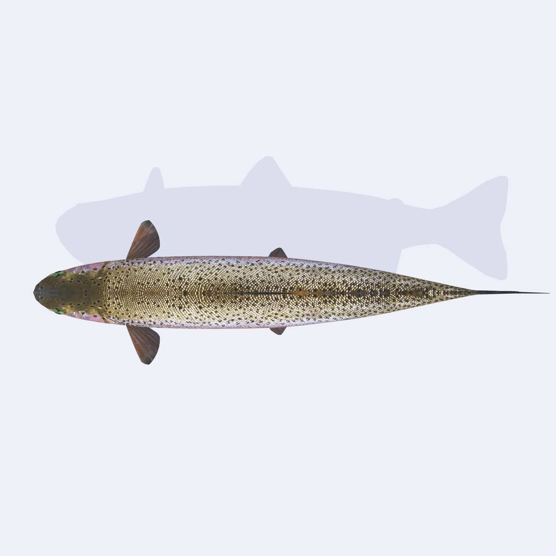 Realistic Trout Fish Model - TurboSquid 1243883