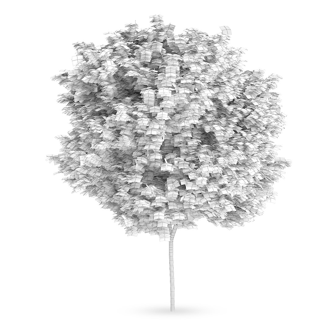3dsmax Field Maple Tree Acer