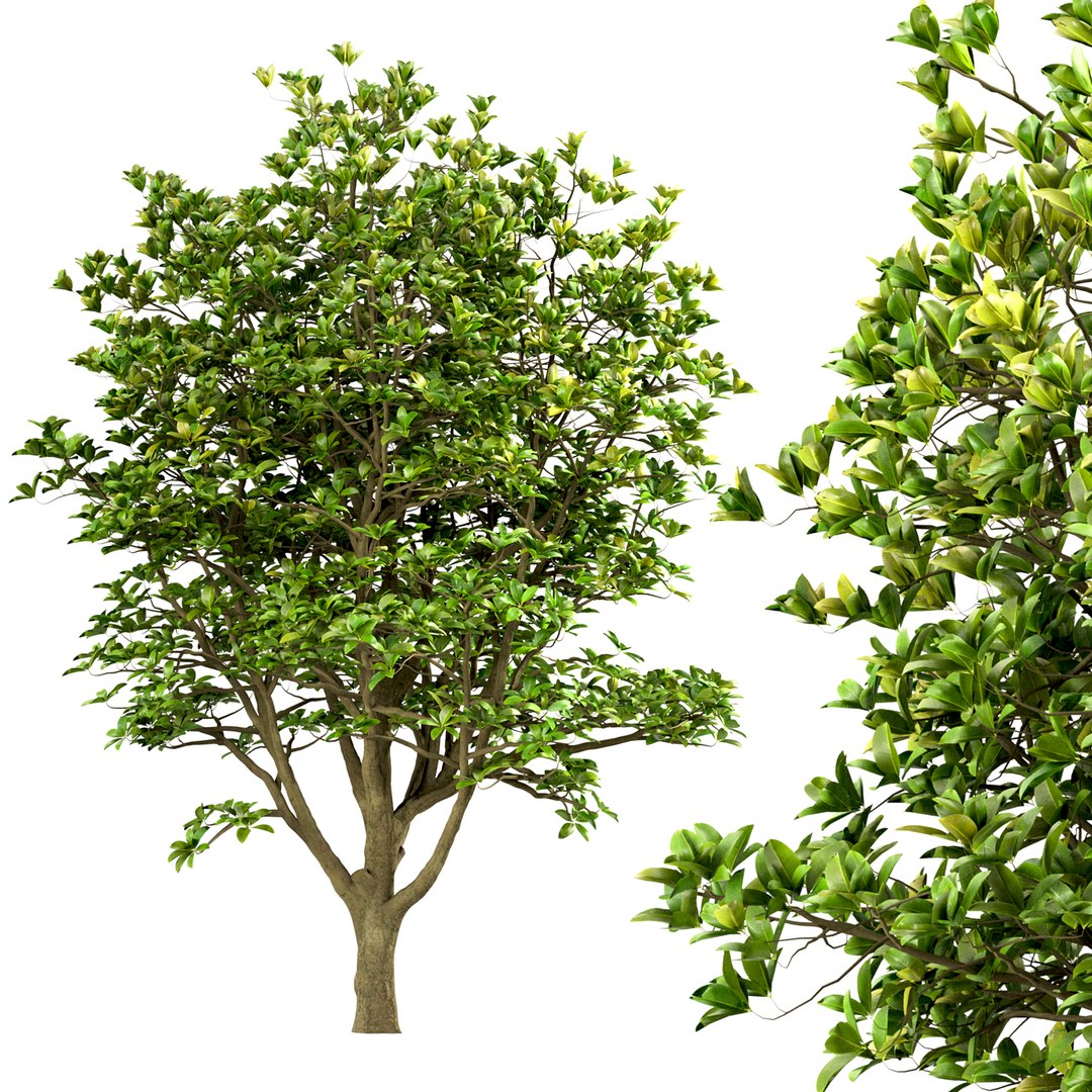 Set Of Sweetbay Magnolia Or Magnolia Virginiana Trees - 3 Trees 3D ...