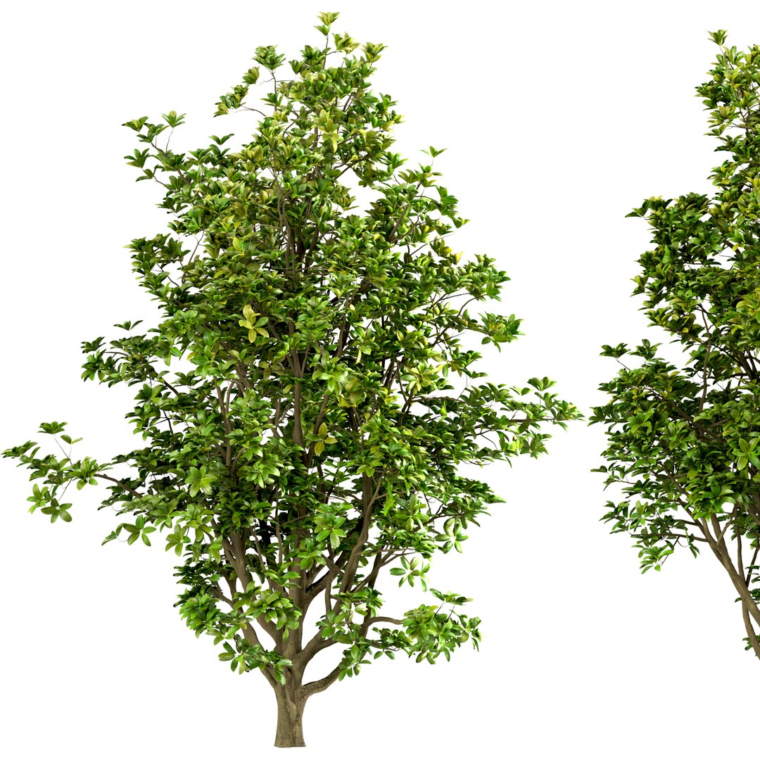 Set Of Sweetbay Magnolia Or Magnolia Virginiana Trees - 3 Trees 3D ...