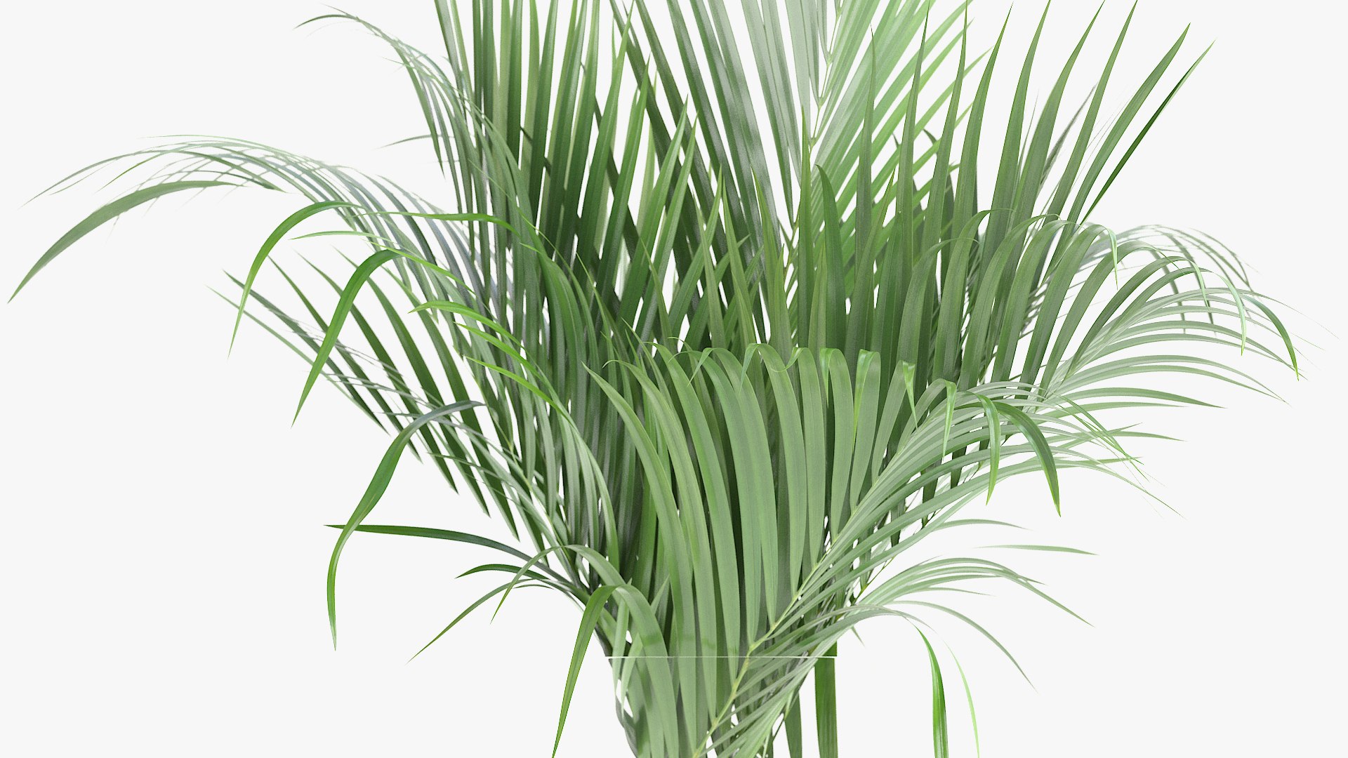 Palm 3D - TurboSquid 1548434
