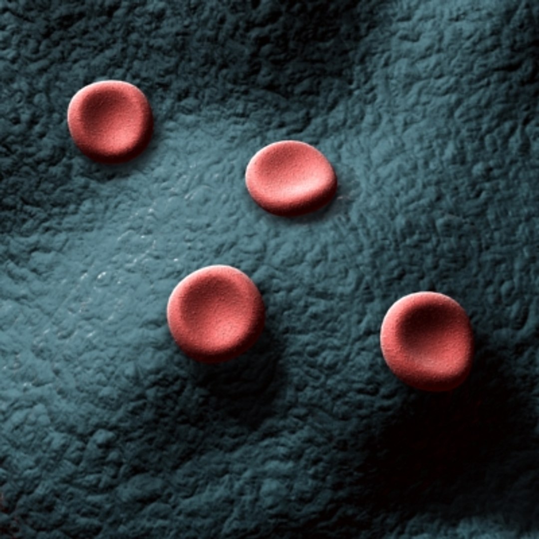 3d Model Blood Cells