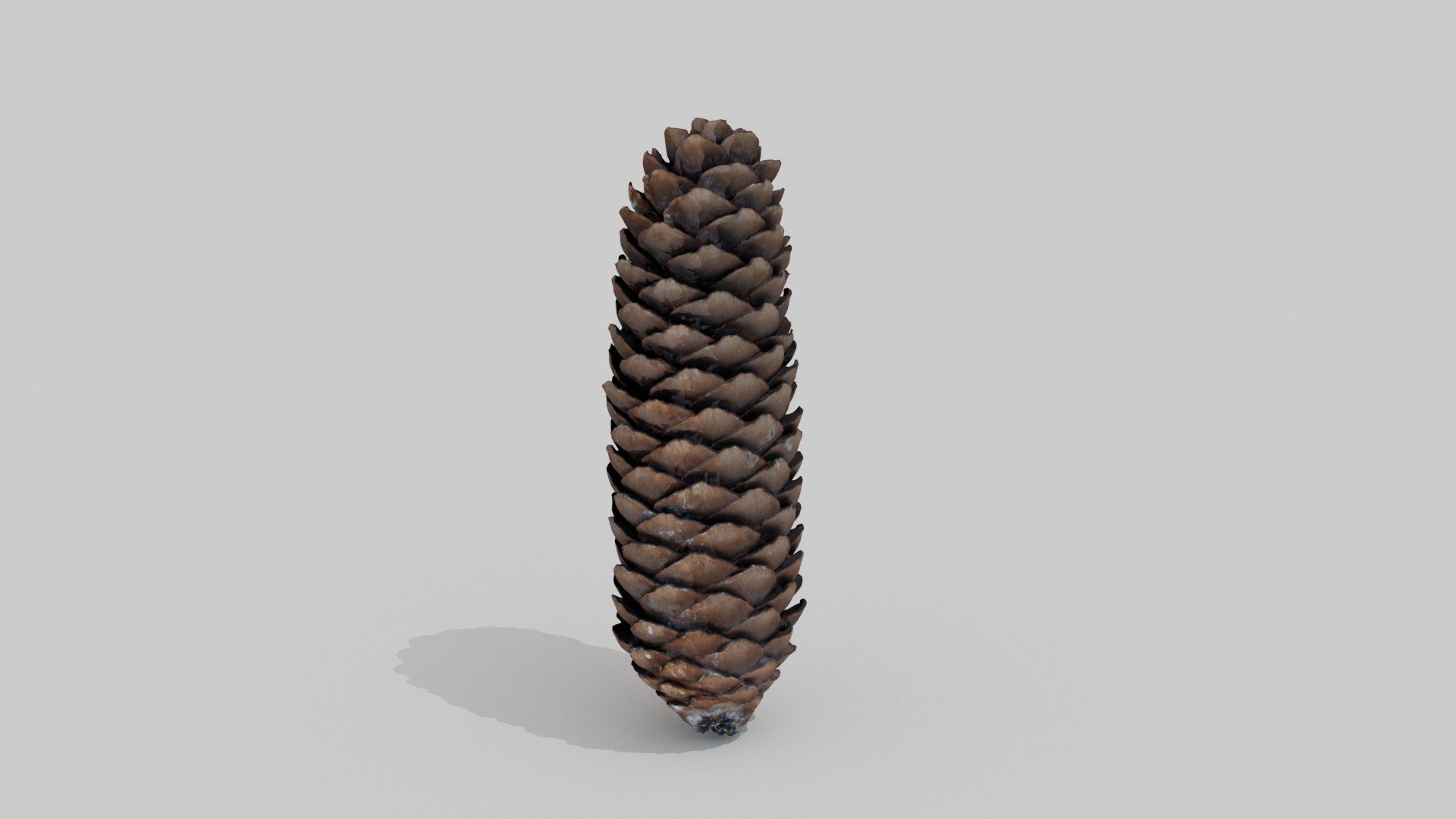 Pinecone Model - TurboSquid 2226951