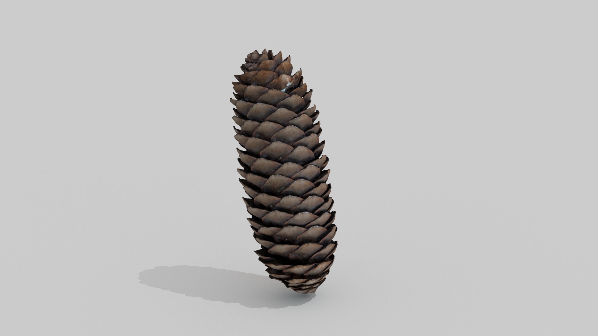 Pinecone Model - TurboSquid 2226951
