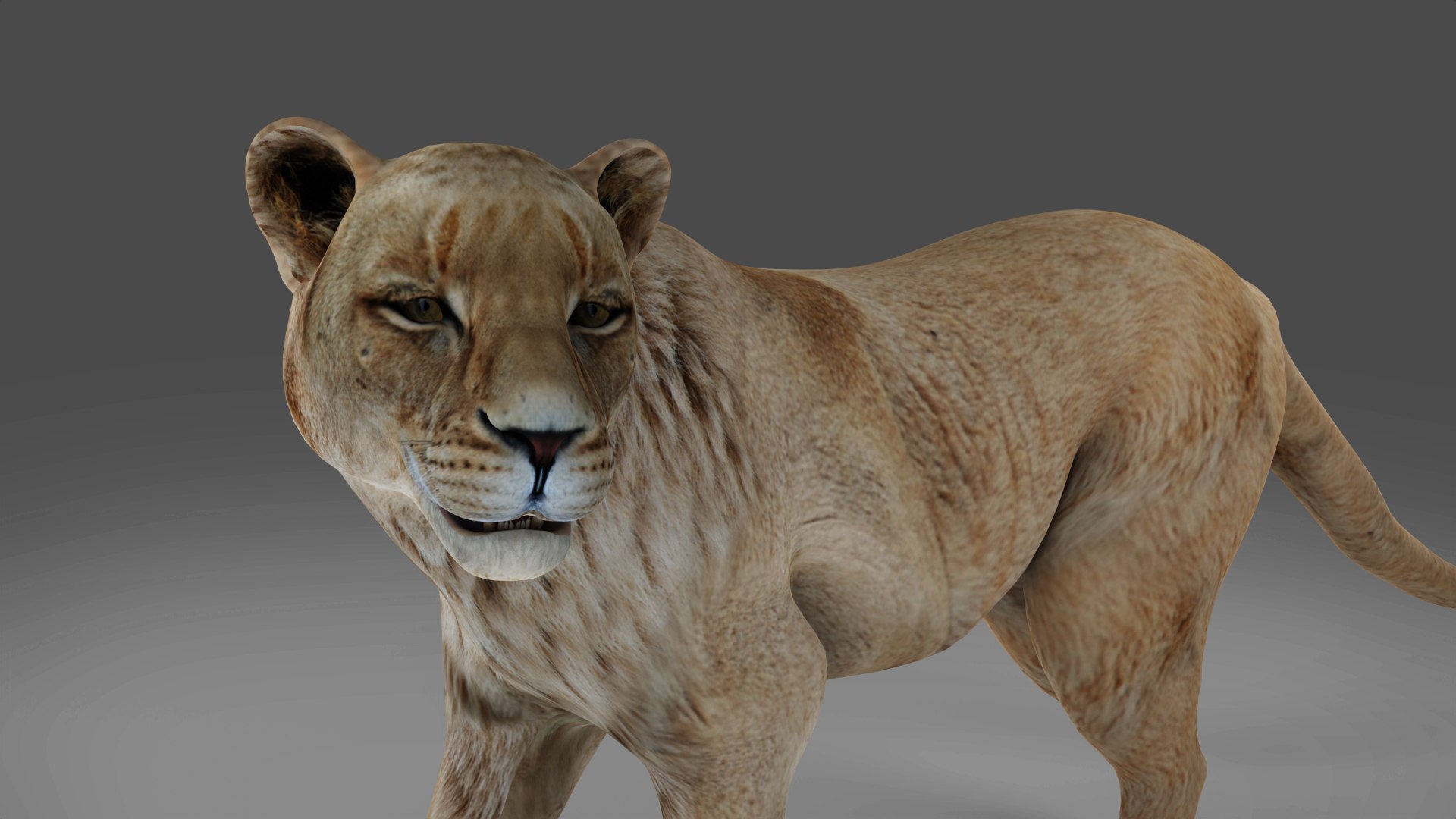 3D Lioness Rigged And Animation In Blender Unity - TurboSquid 2095874