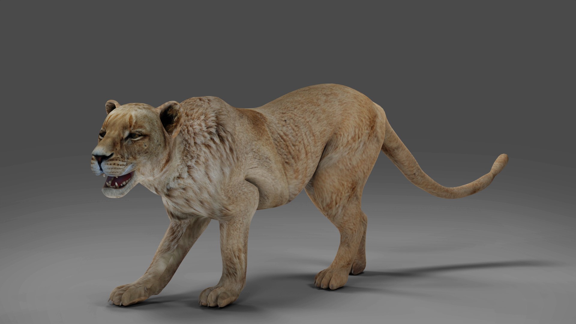 3D Lioness Rigged And Animation In Blender Unity - TurboSquid 2095874