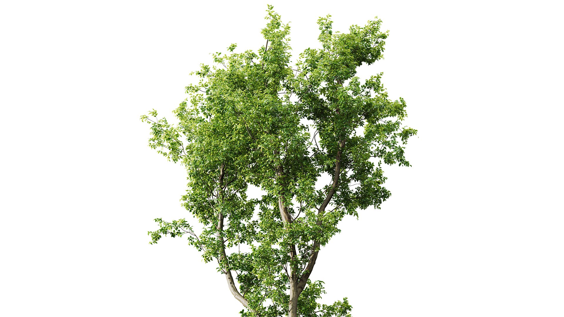 HQ Plants Celtis Australis 03 3D Model - TurboSquid 2142298