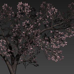 3D Sakura Models | TurboSquid