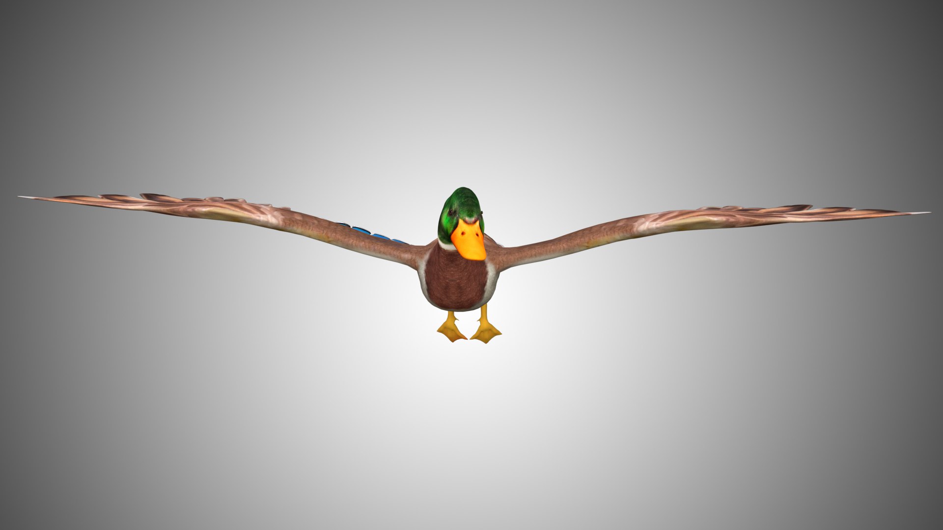 Mallard Duck Rigged Model - TurboSquid 1616580