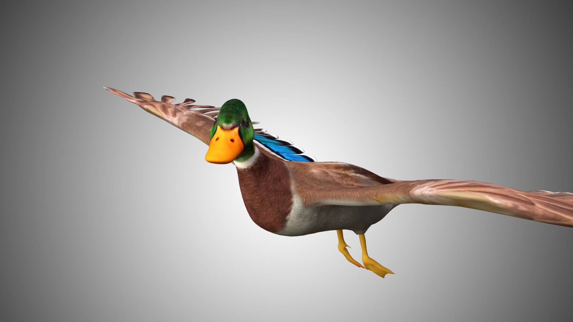 Mallard Duck Rigged Model - TurboSquid 1616580