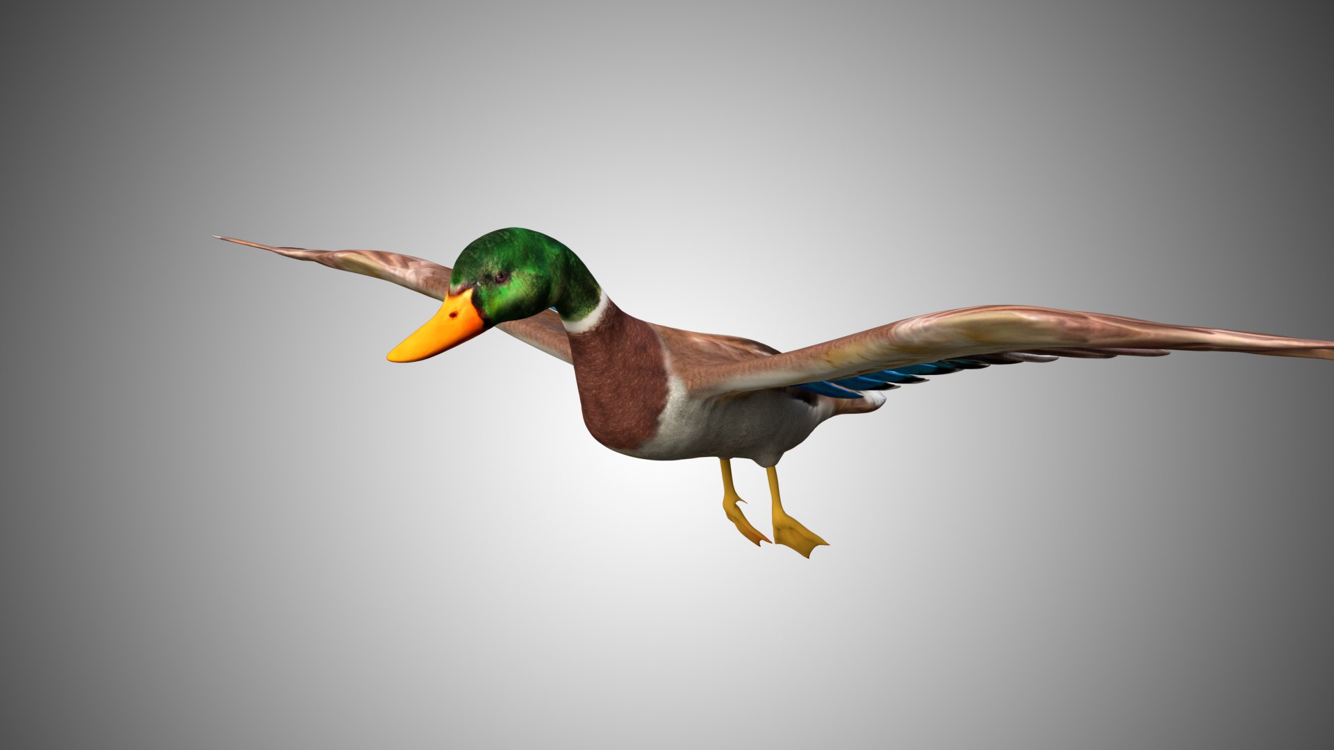 Mallard Duck Rigged Model - TurboSquid 1616580