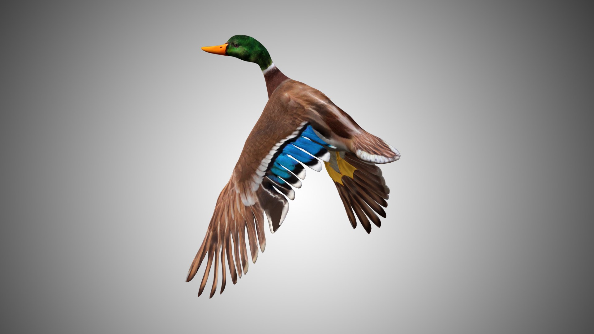 Mallard Duck Rigged Model - TurboSquid 1616580