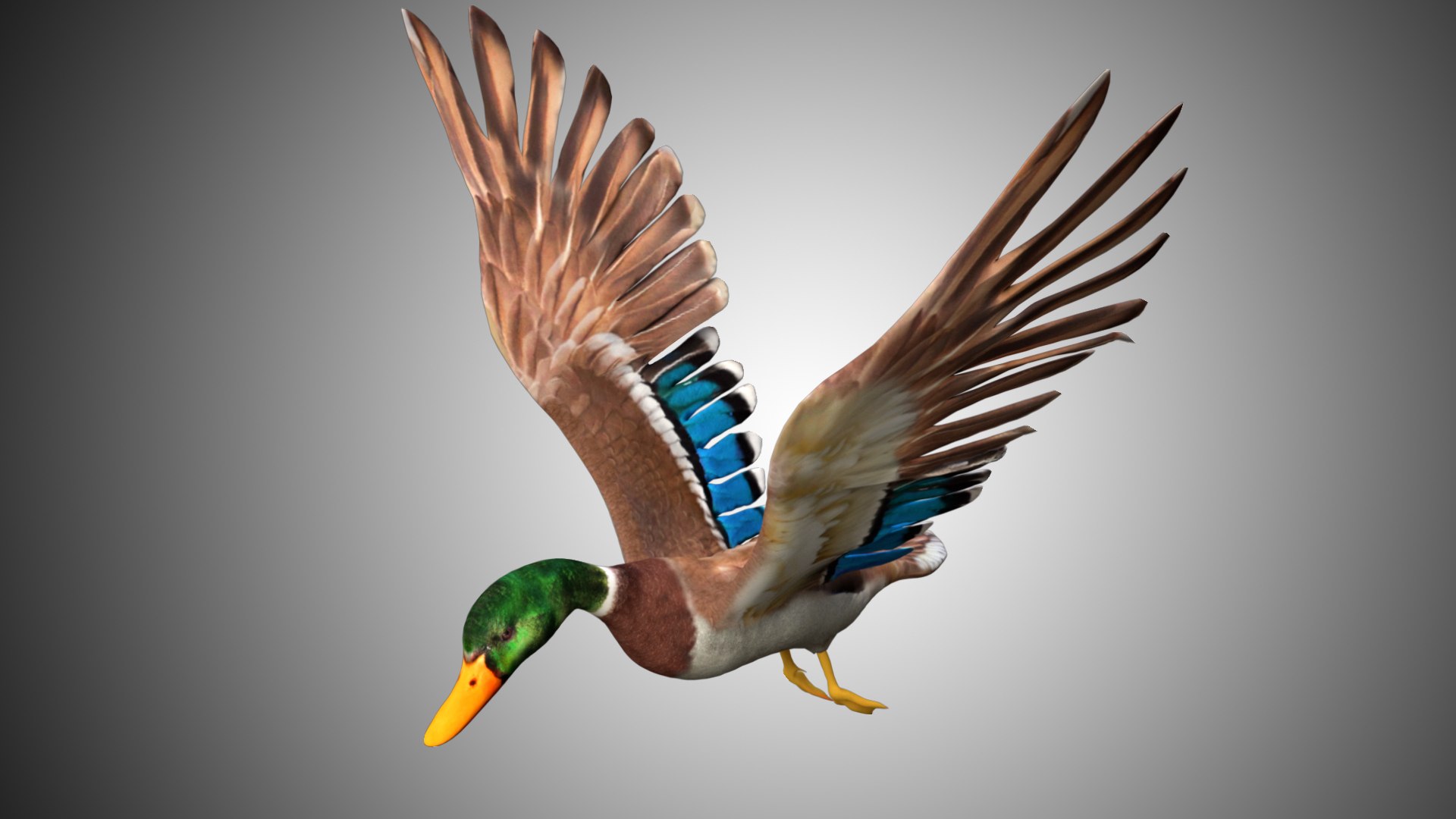 Mallard Duck Rigged Model - TurboSquid 1616580