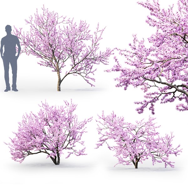 3D Cherry-Blossom Models | TurboSquid