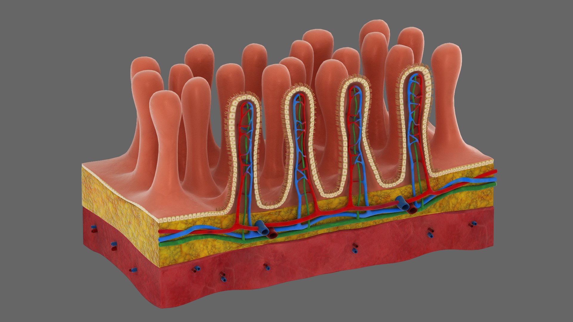Villi Cross Section With Microvilli Model - TurboSquid 2347866