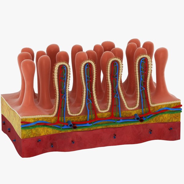modelo 3d Sección transversal de vellosidades con microvellosidades ...