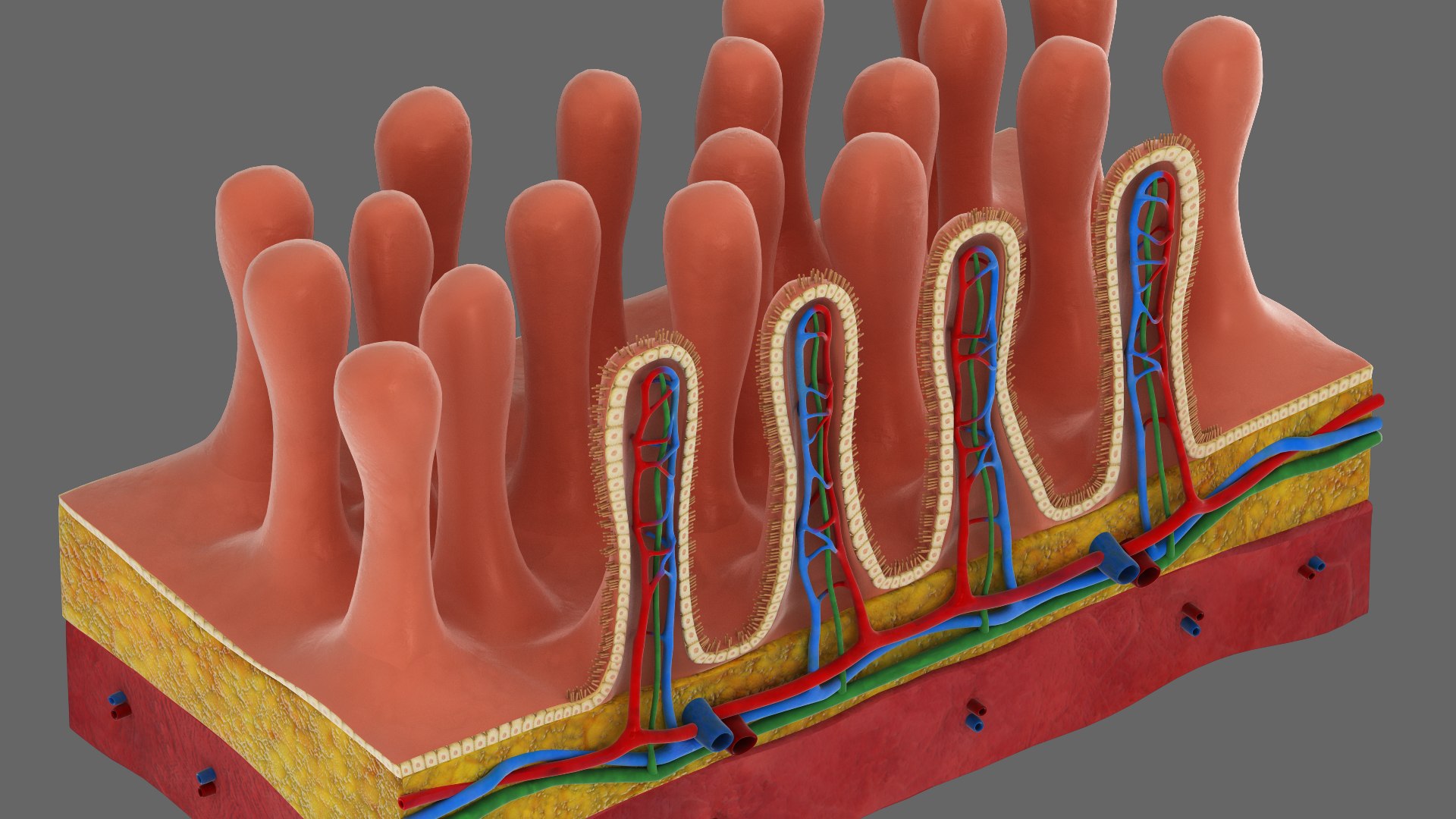 Villi Cross Section With Microvilli Model - TurboSquid 2347866