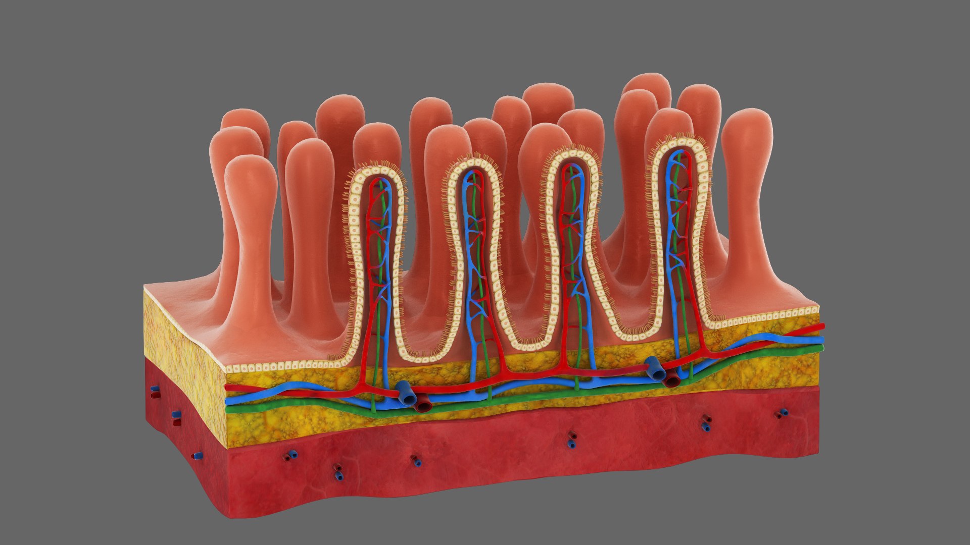 Villi Cross Section With Microvilli Model - TurboSquid 2347866