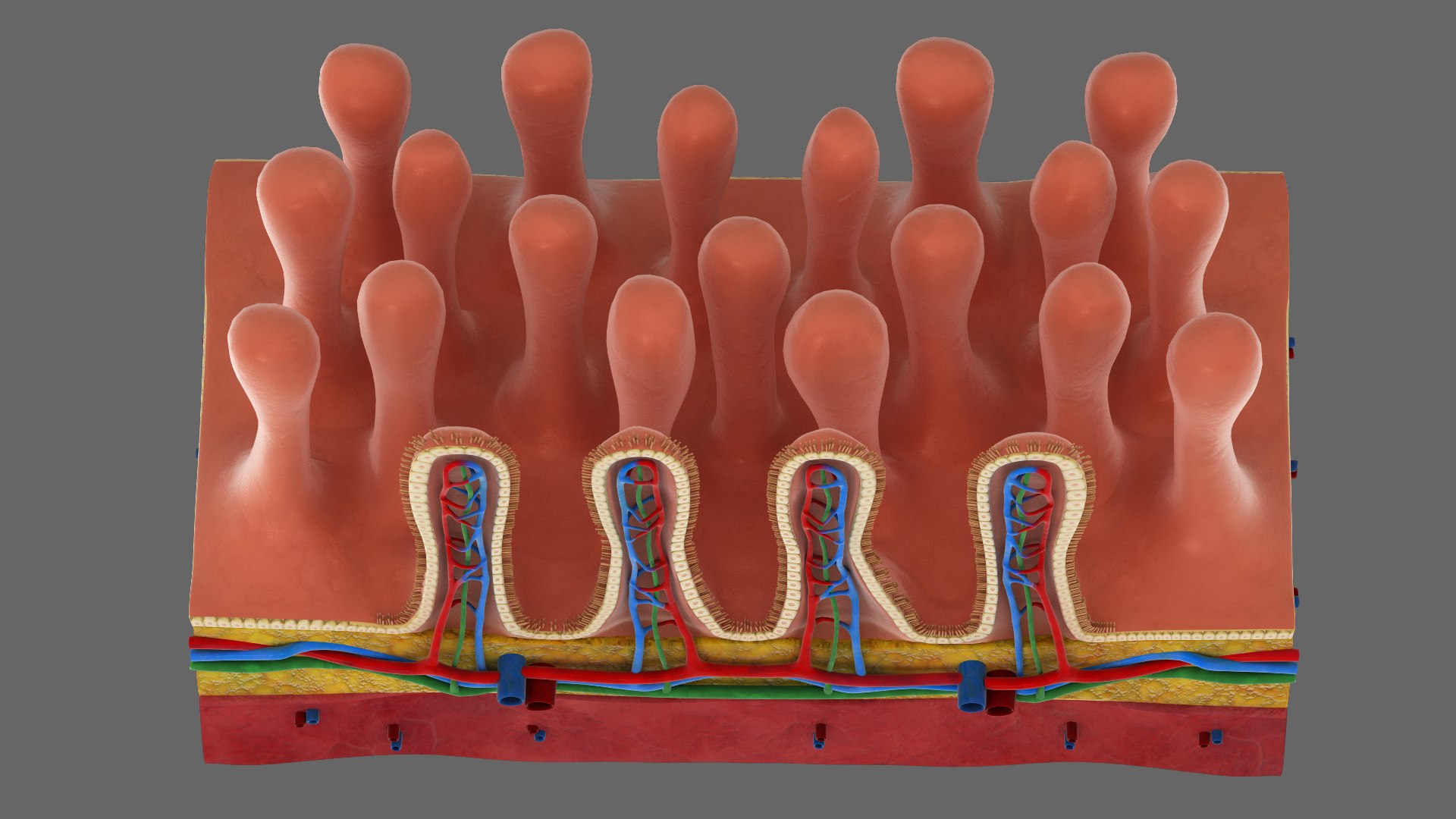 Villi Cross Section With Microvilli Model - TurboSquid 2347866