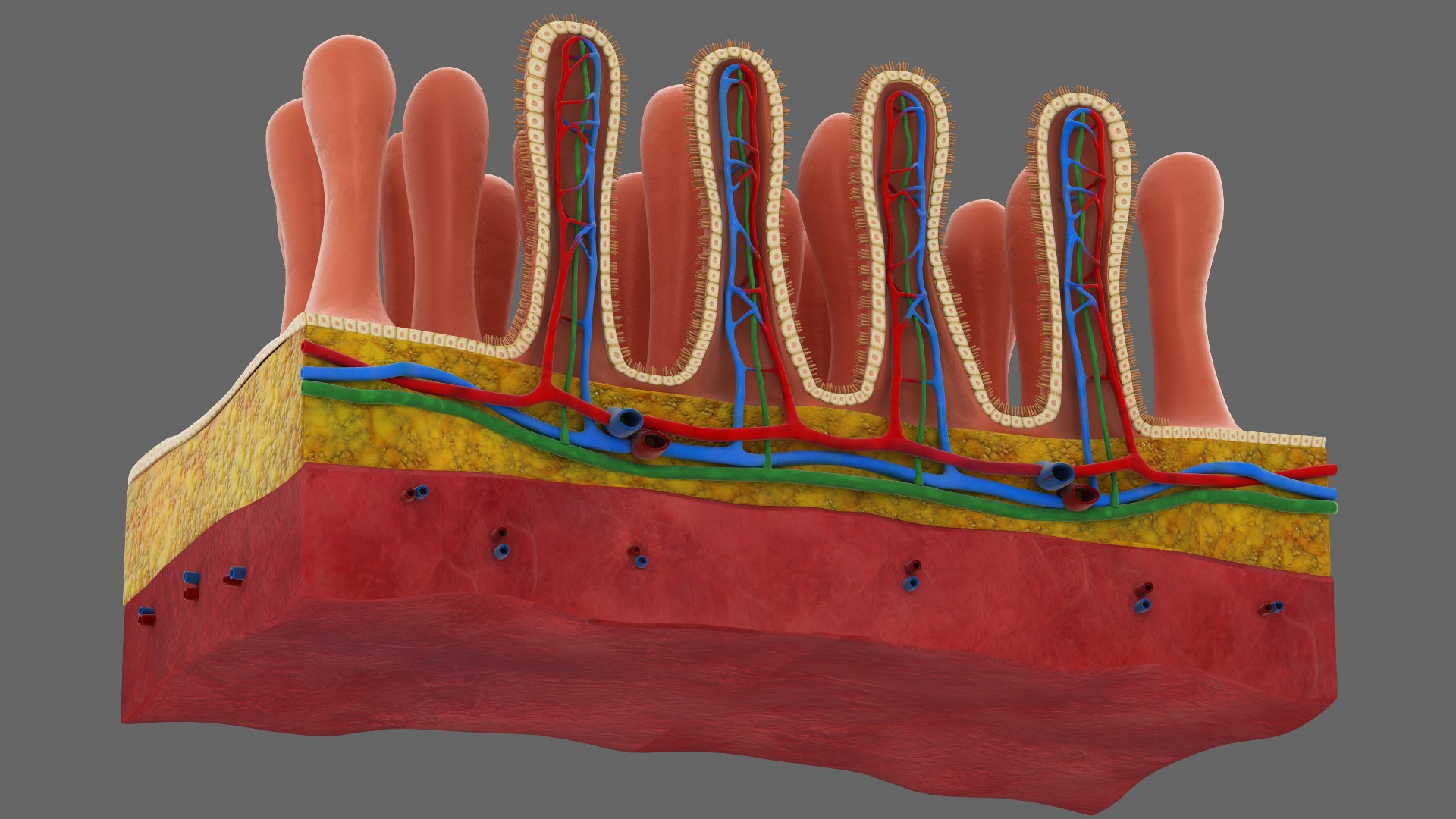 Villi Cross Section With Microvilli Model - TurboSquid 2347866