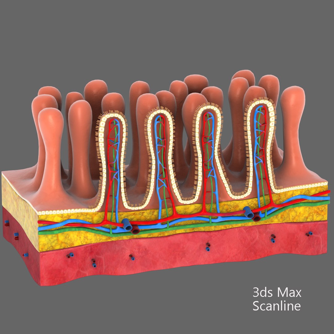 Villi Cross Section With Microvilli Model - TurboSquid 2347866