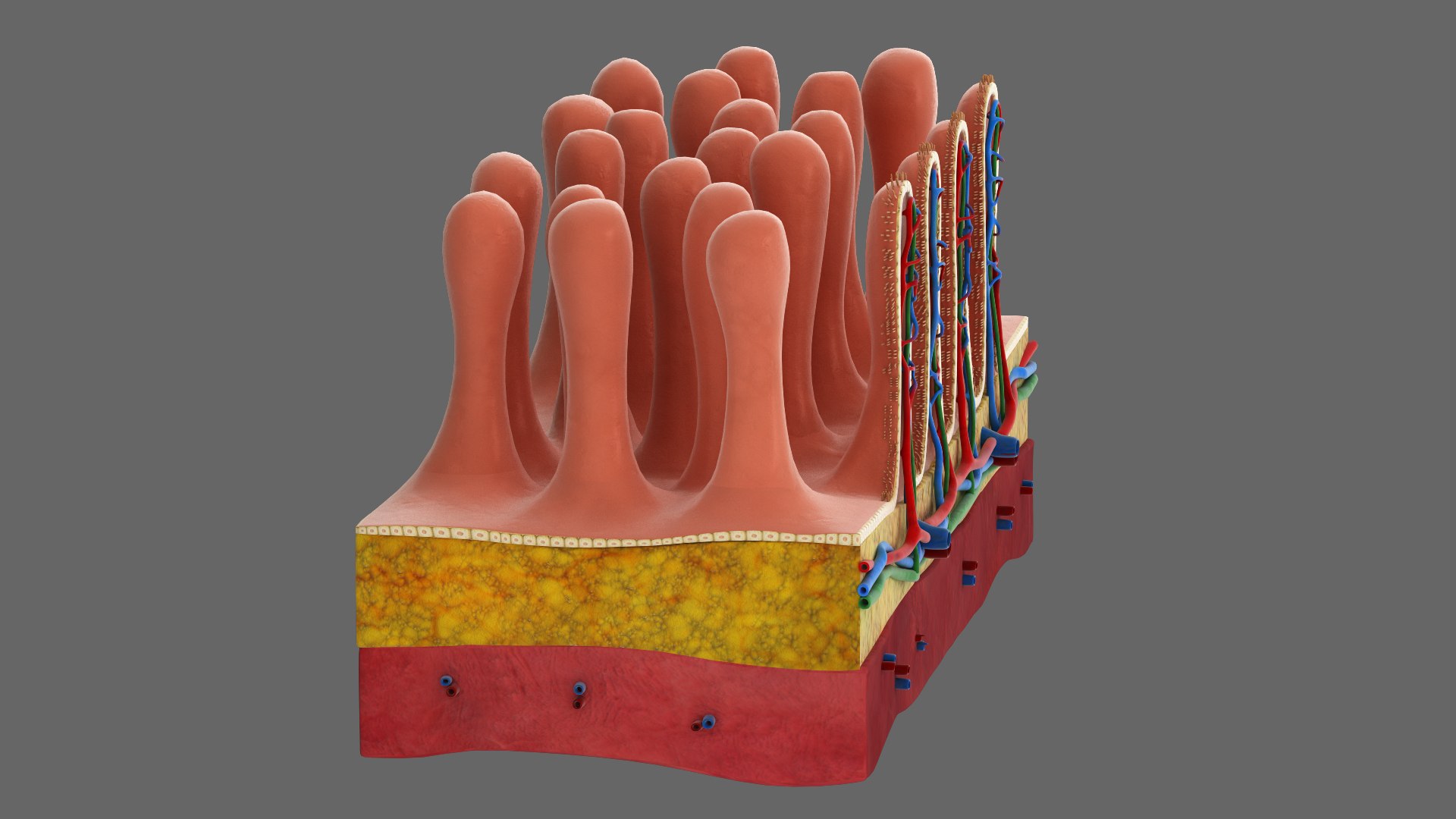 Villi Cross Section With Microvilli Model - TurboSquid 2347866