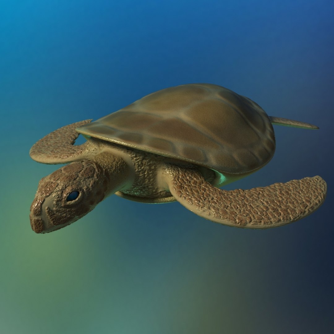 Brown sea turtle fully rigged 3D model - TurboSquid 1290216