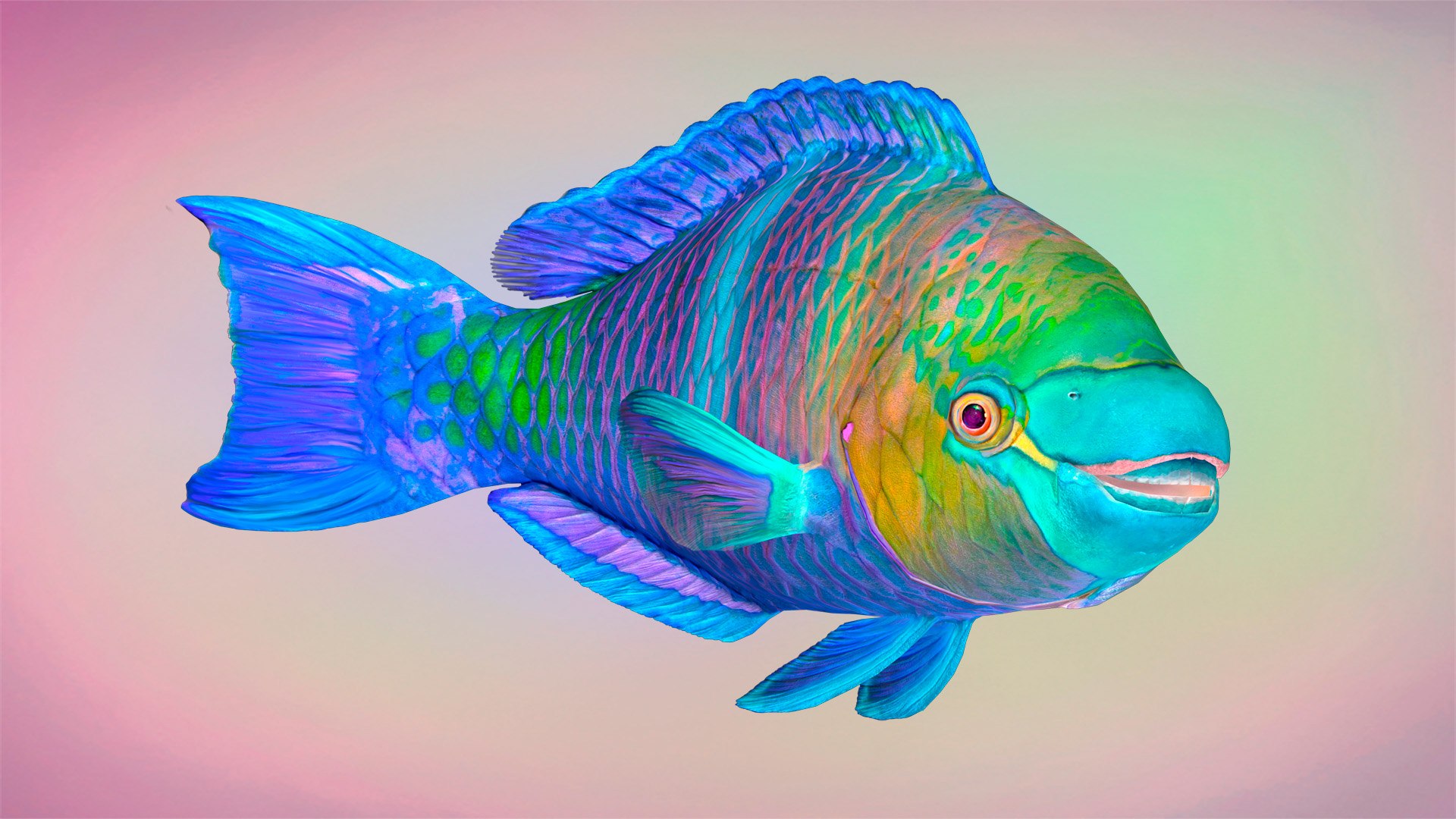 Fish Parrotfish 3D Model - TurboSquid 1939392