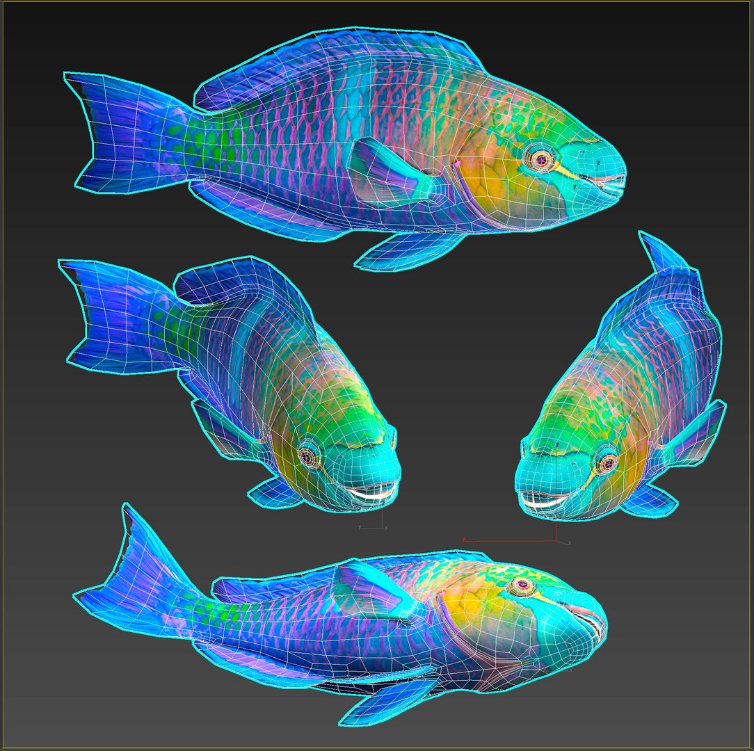 Fish Parrotfish 3D Model - TurboSquid 1939392
