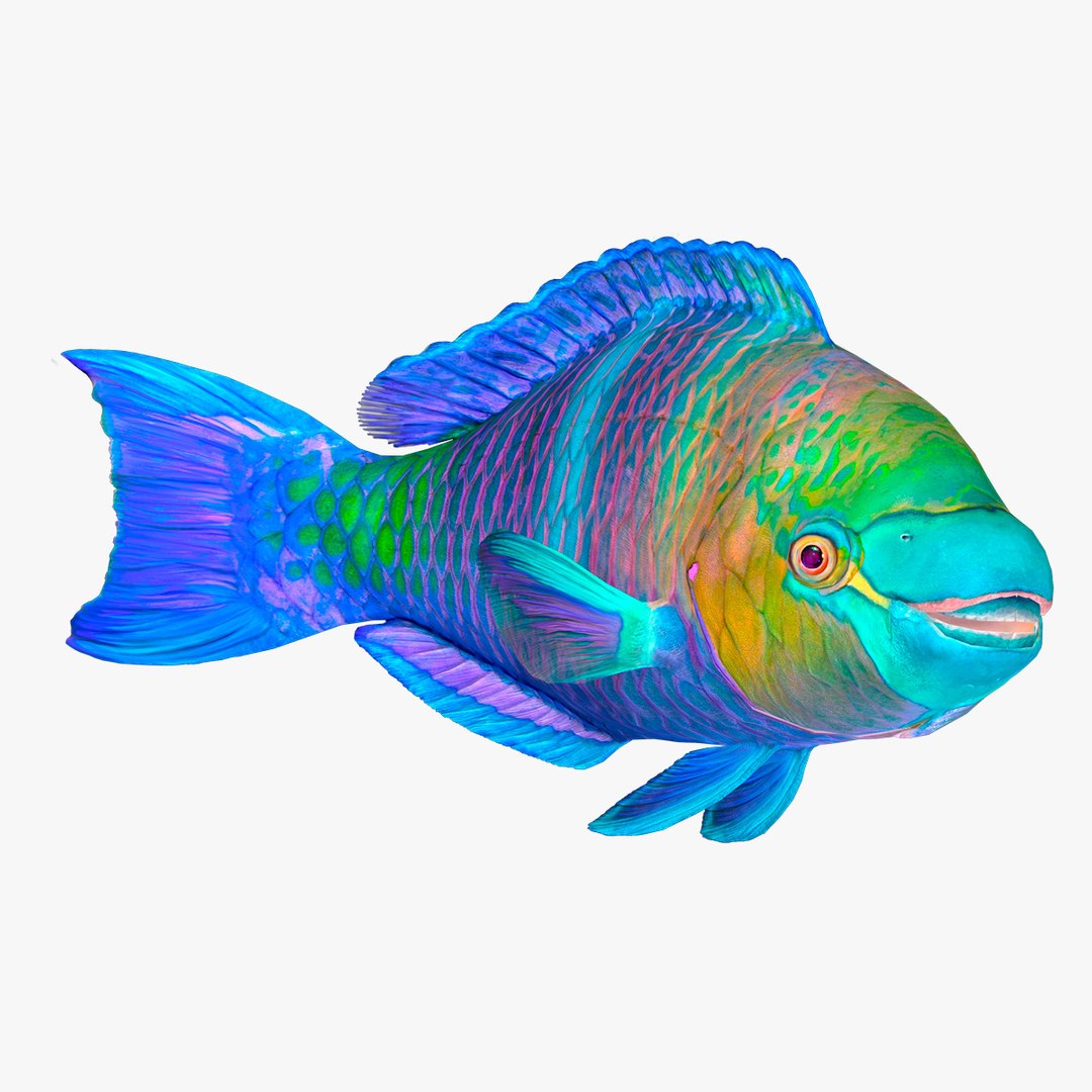 Fish Parrotfish 3D model - TurboSquid 1939392