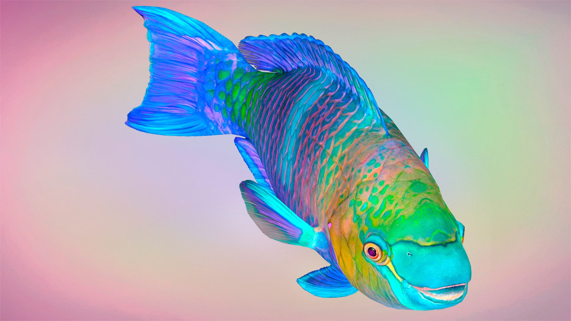 Fish Parrotfish 3D Model - TurboSquid 1939392