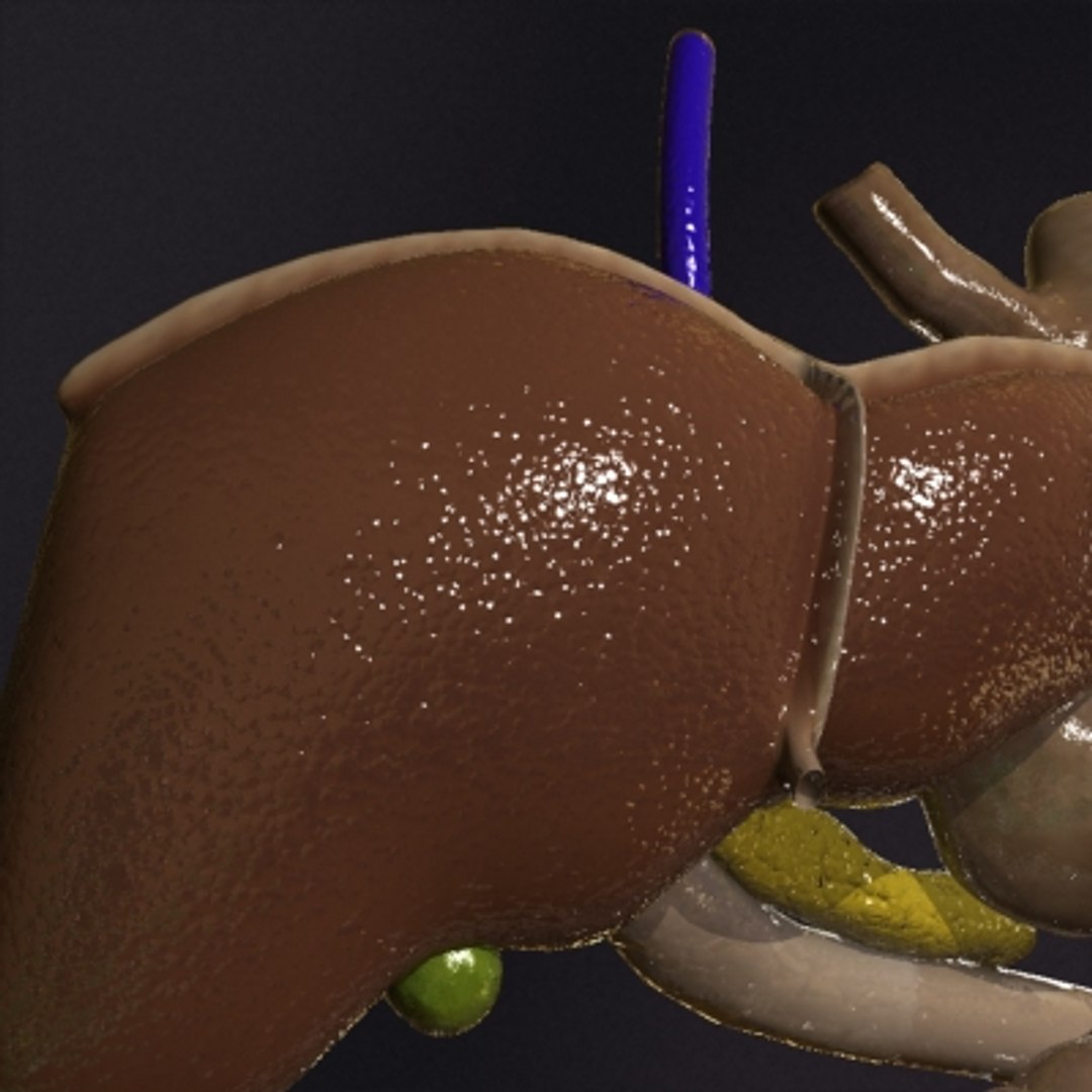 3ds max realistic human digestive
