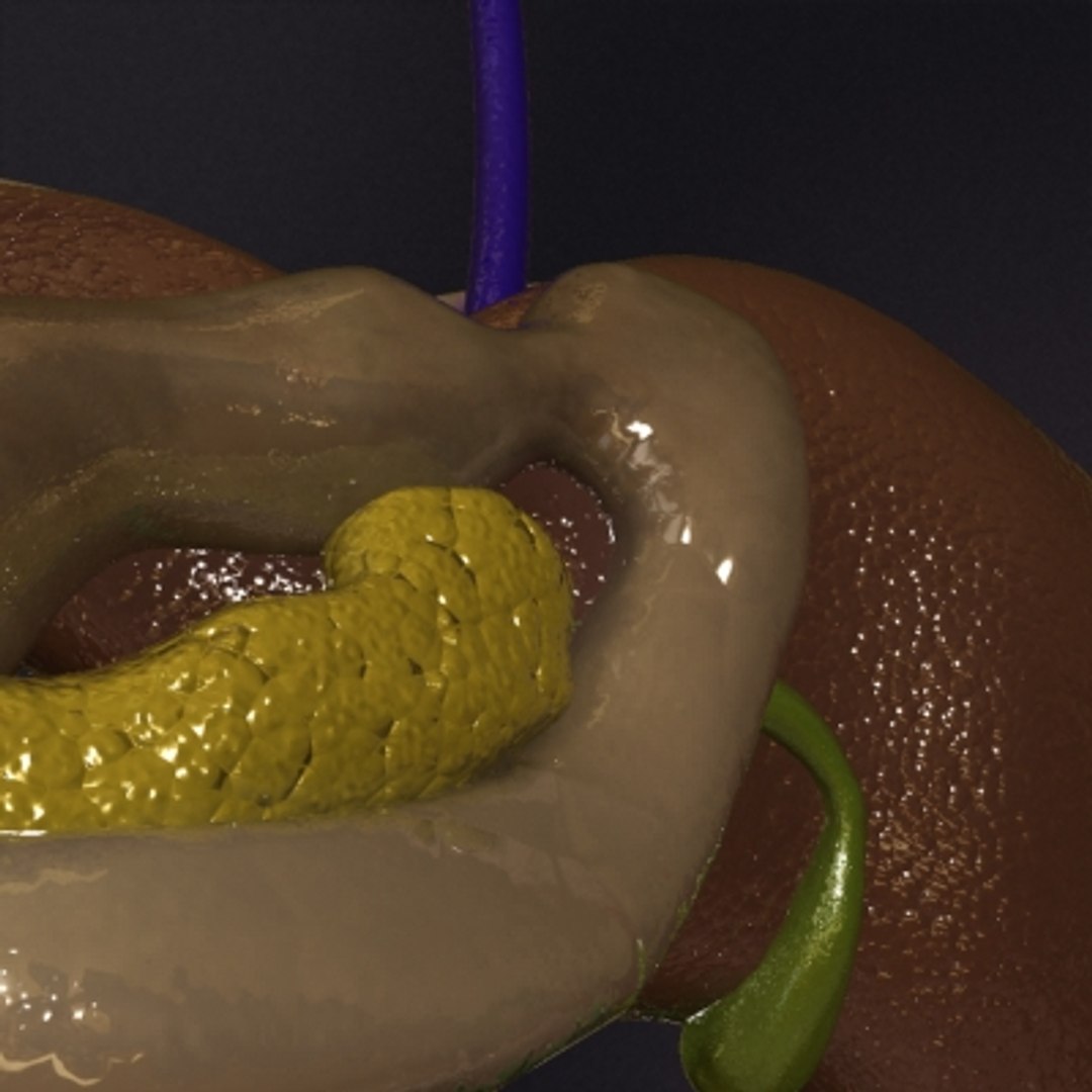 3ds max realistic human digestive