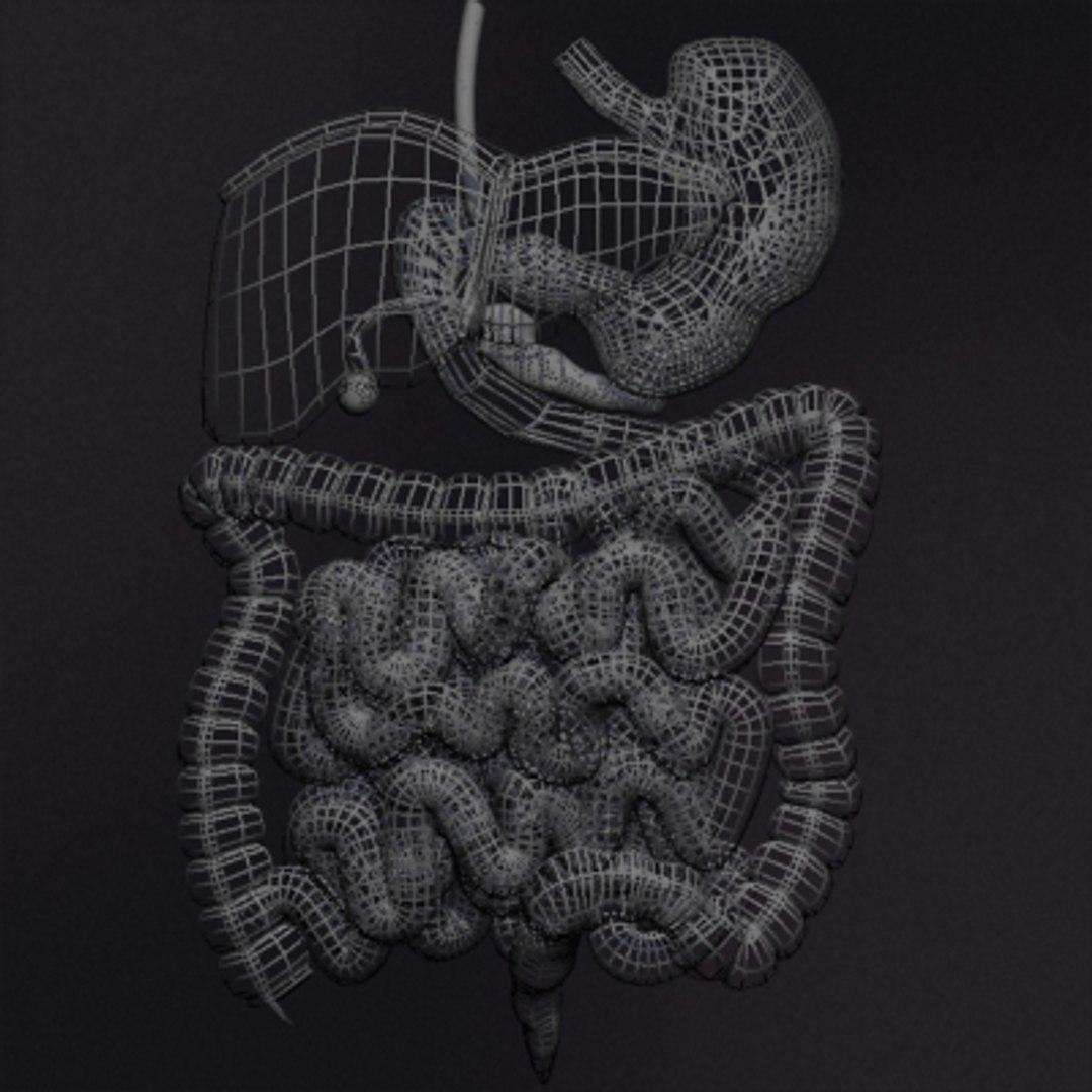3ds max realistic human digestive