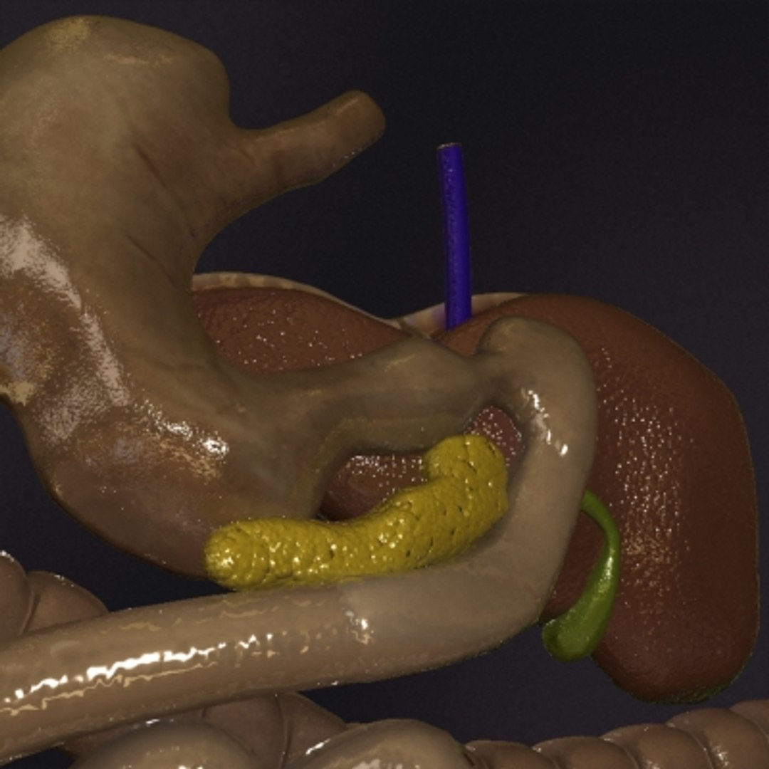 3ds max realistic human digestive