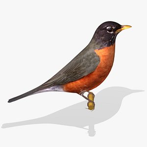 3D Robin Models - Browse & Download Formats - TurboSquid