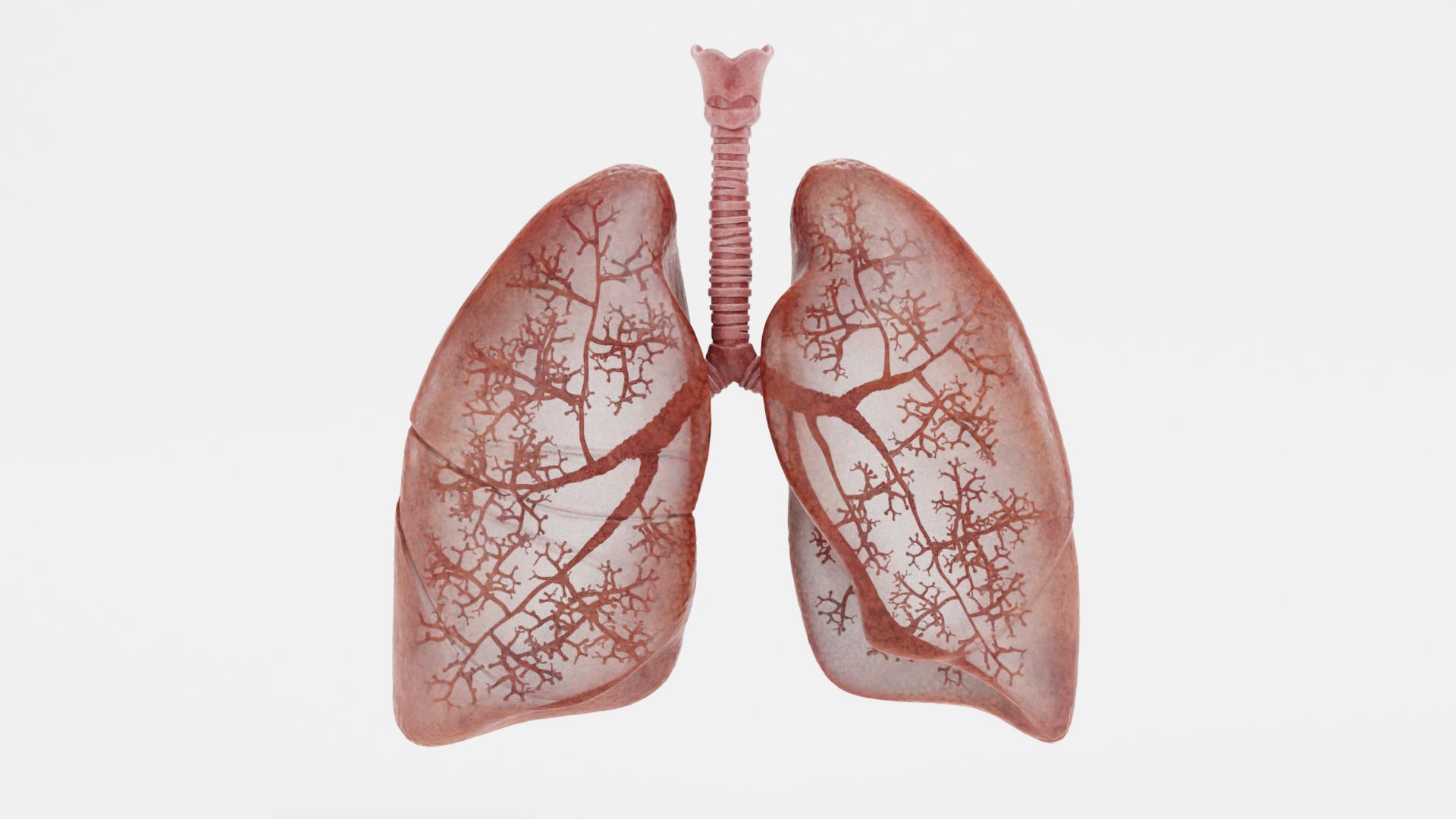 3D Respiratory System With Transparent Lungs - TurboSquid 1869634