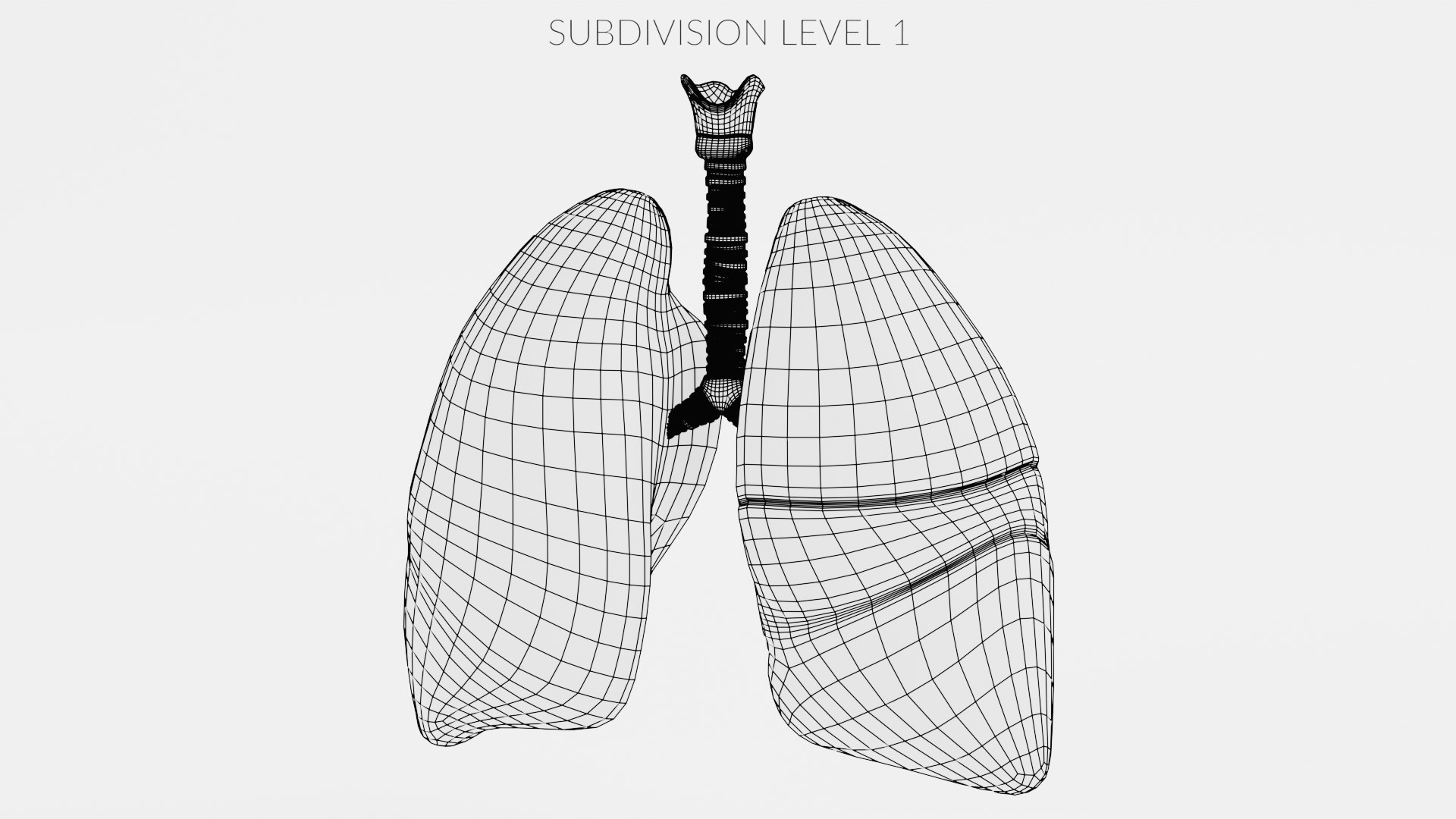 3D Respiratory System With Transparent Lungs - TurboSquid 1869634