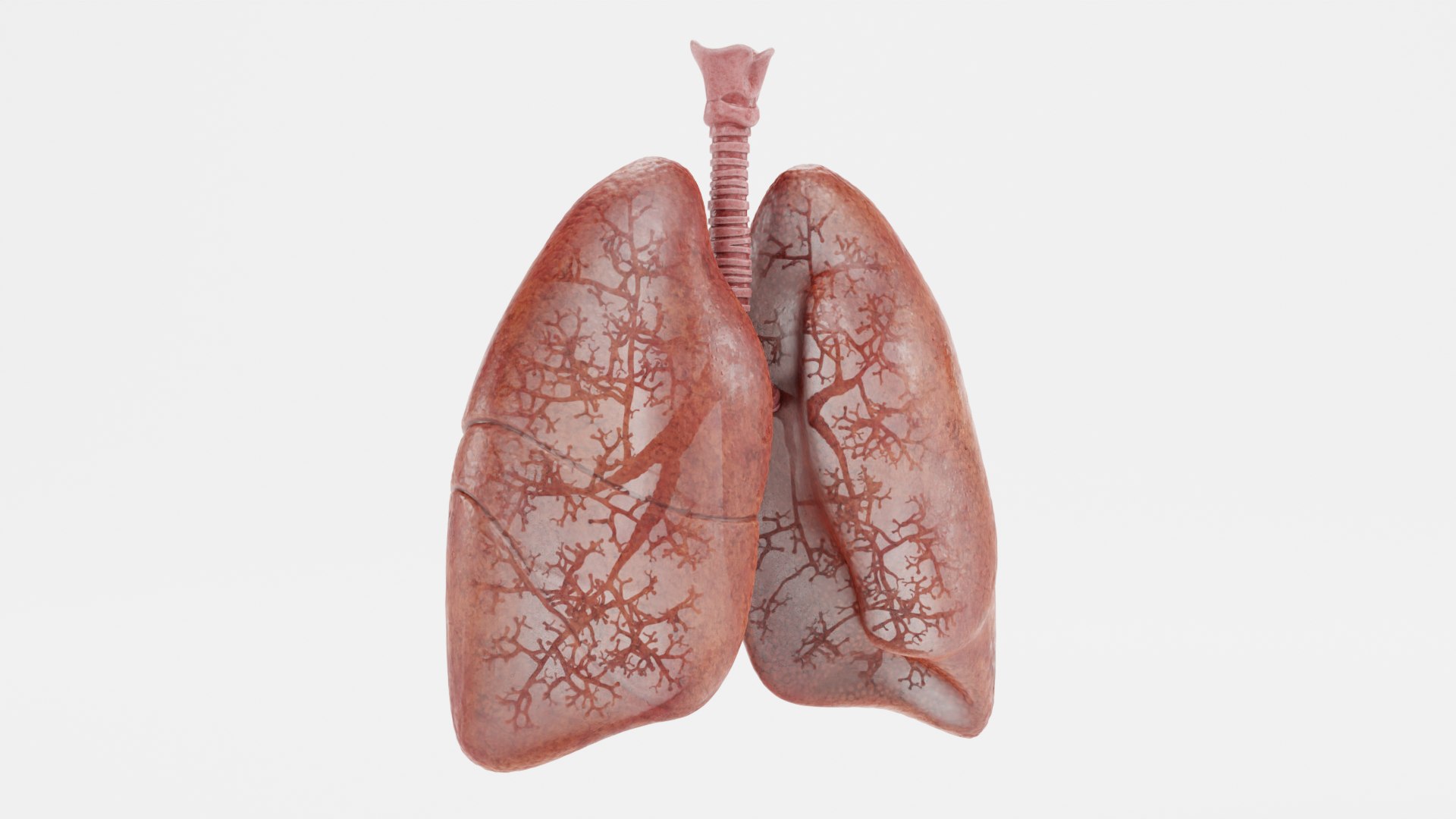 3D Respiratory System With Transparent Lungs - TurboSquid 1869634