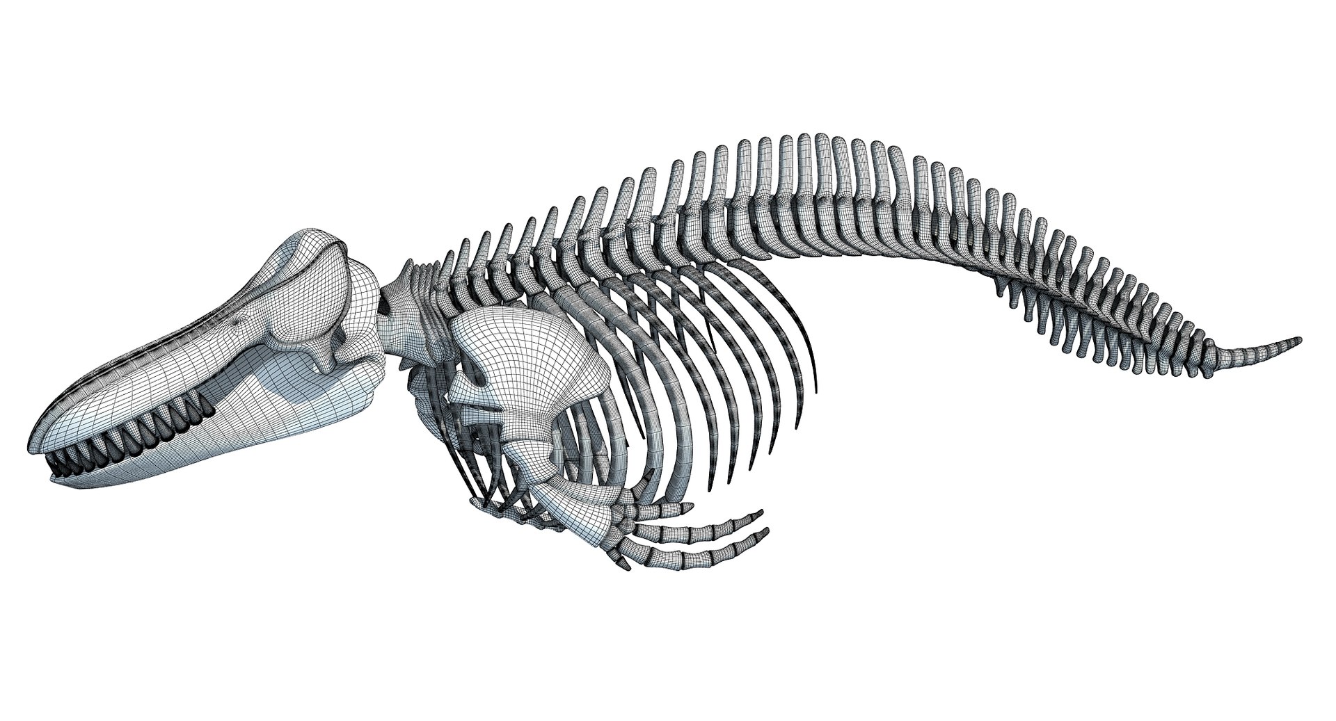 Whale Skeletons 3D Model - TurboSquid 1256604