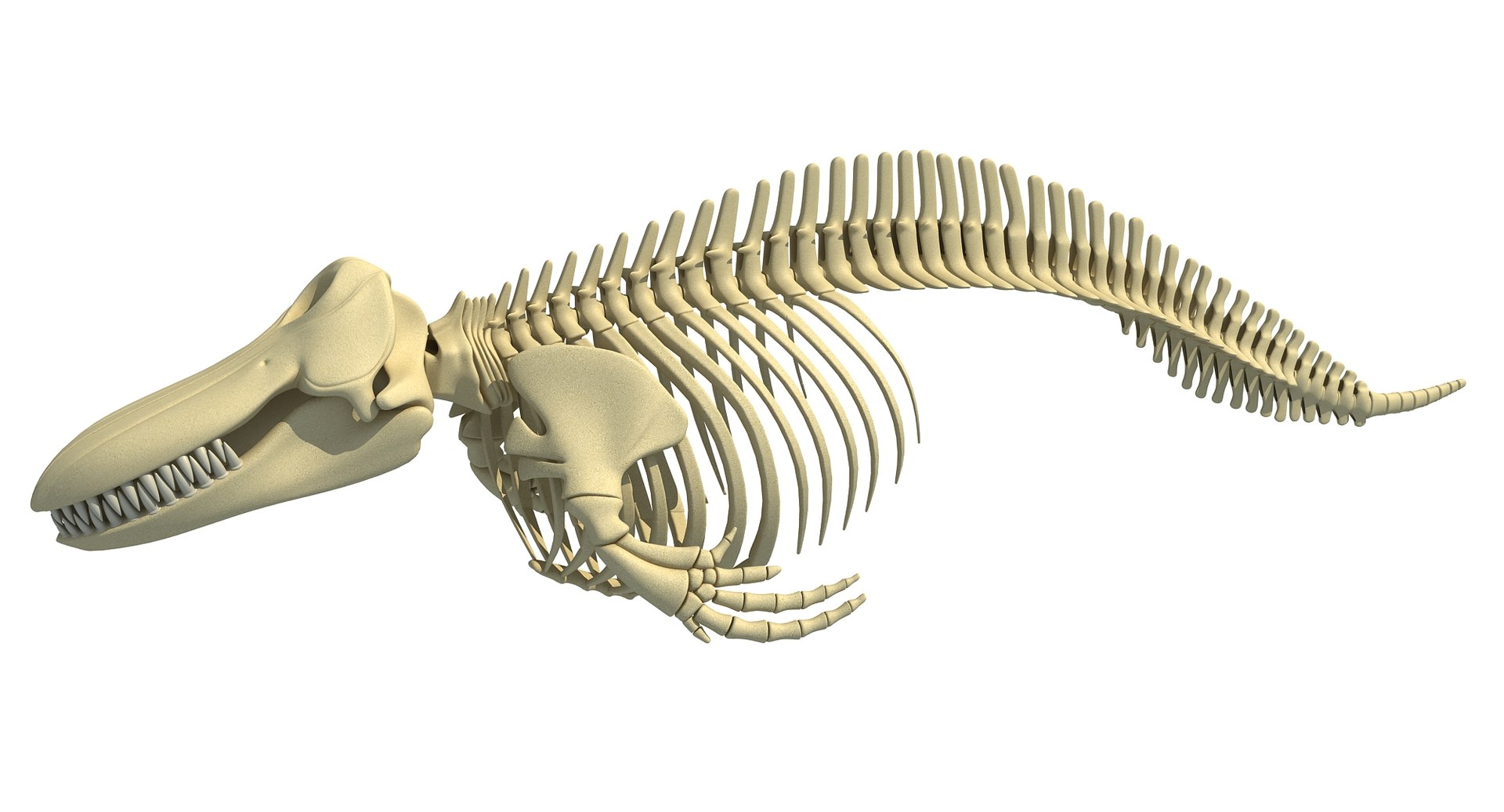 Whale Skeletons 3D Model - TurboSquid 1256604